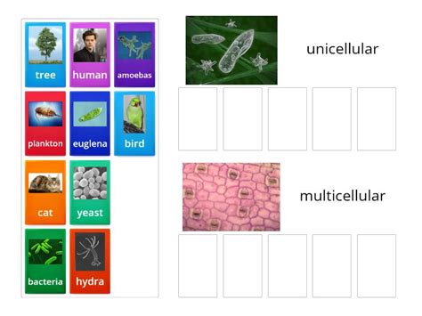 Unicellular And Multicellular Examples Group Sort