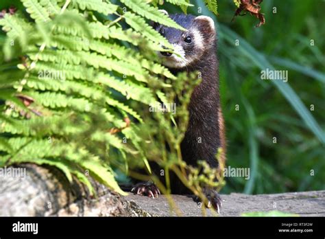Noble Fur Local Predator European Polecat Quickly Secretly Polecat Polecat In The