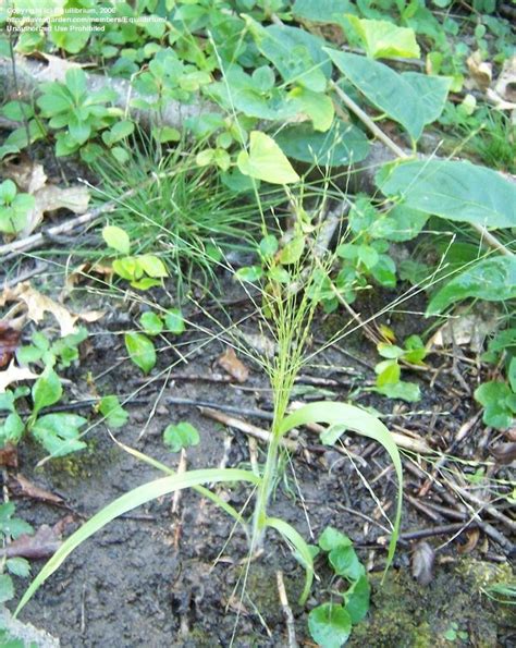 Plantfiles Pictures Panic Grass Para Grass Guinea Grass Witchgrass