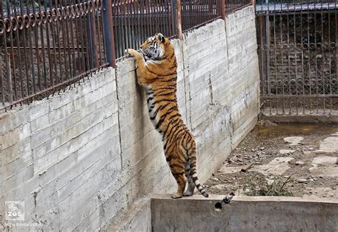 თბილისის ზოოპარკში გაქცეული და დაღუპული ცხოველების შესახებ ზუსტ ინფორმაციას არ ფლობენ