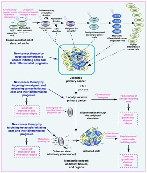 New Promising Drug Targets In Cancer And Metastasis Initiating Cells Pmc