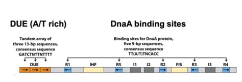 Lecture 7 Dna Replication In Prokaryotes 303 Flashcards Quizlet