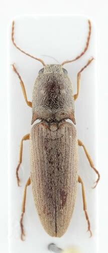 Monocrepidius Bifoveatus · Inaturalist