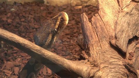 Closeup Of Head Of The Royal Python Or Ball Python Python Regius Stock