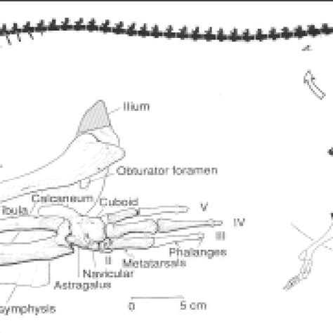 Class Mammalia Infraclass Eutheria Order Cetacea Brisson 1763 Download Scientific