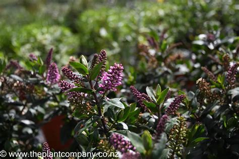 Hebes Nz Varieties