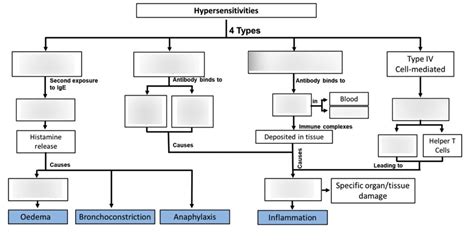 Diagram Of Hypersensitivity Reactions Quizlet