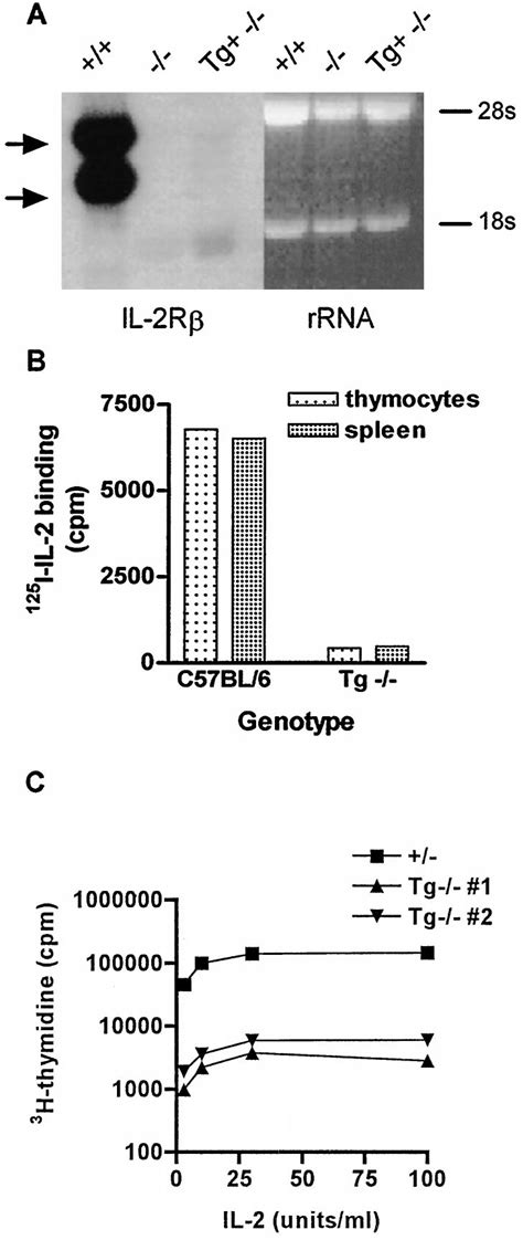 il 2r expression and cytokine induced functional activity of activated