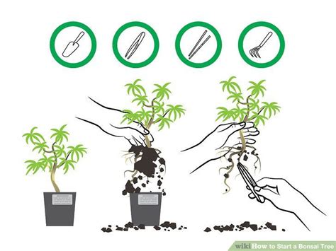 How To Start A Bonsai Tree With Pictures Artofit