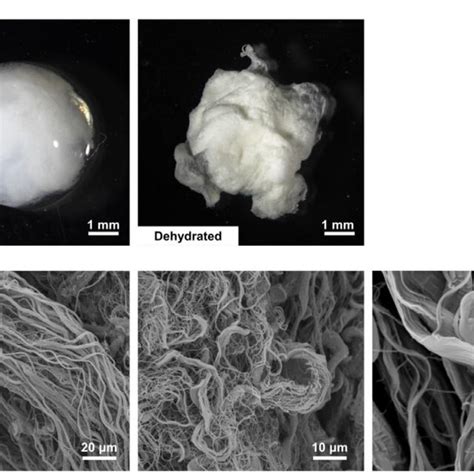 Morphological Analysis Of Dat A Morphologies Of Hydrated Dat And