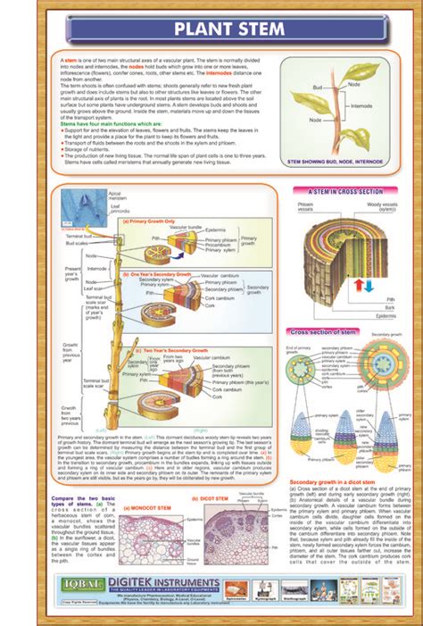 Stem Anatomy Iqbal Scientific Store