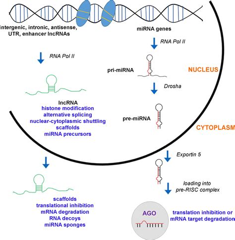 Schematic Representation Of Lncrna And Mirna Biosynthesis And Function Download Scientific