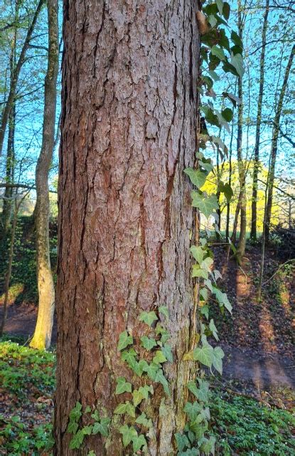 Europ Laerche By Julian Frey Instance Segmentation Dataset By Treespeciesclassnew