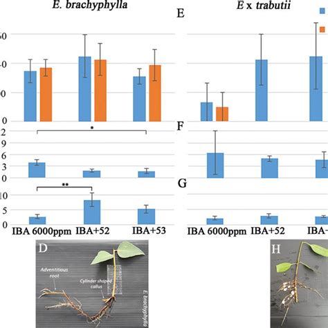 Cellulose Microfibril Orientation In The Outer Cell Wall Of The