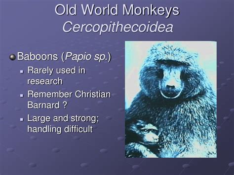 Ppt Primates In Research Powerpoint Presentation Free Download Id 1440097