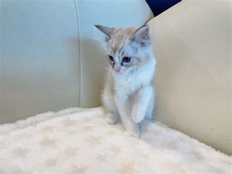 먼치킨 고양이 스코티시 폴드