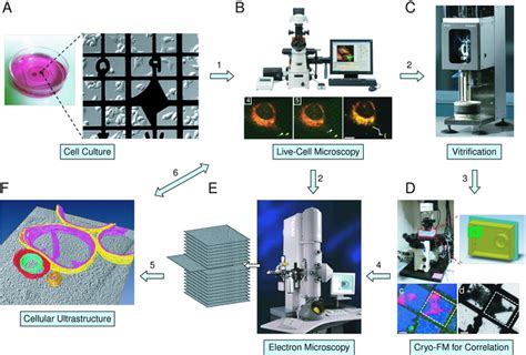 Flow Chart For Live Cell Correlation In CFEM Samples Are Grown Download Scientific