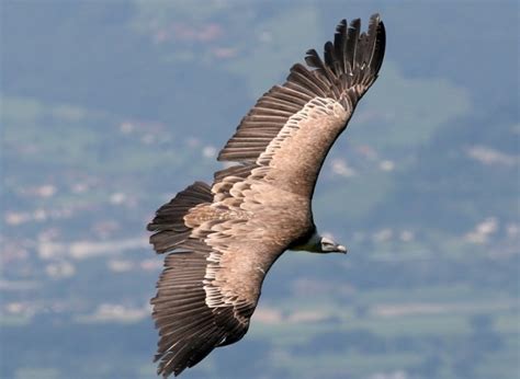 Галерия Застрашени животни и растения в България