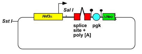 Schematic Of A General Targeting Vector Used To Introduce Transgenes