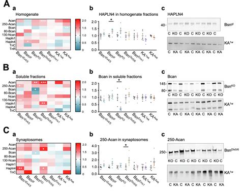 Figure 4 From Linking Epileptic Phenotypes And Neural Extracellular