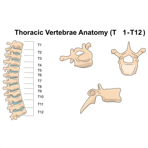 Premium Vector Thoracic Vertebrae Anatomy