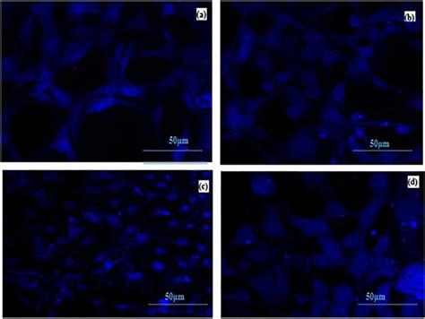 DAPI Staining Confocal Microscopy Showing Oxidative Stress Effect Of