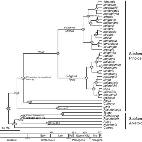 Pdf Use Of Simultaneous Analyses To Guide Fossil‐based Calibrations