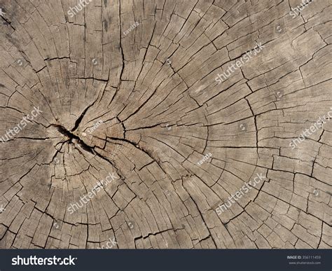 Cross Section Tree Stock Photo 356111459 Shutterstock