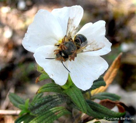 Meloe Uno Strano Coleottero Nero Della Famiglia Meloide