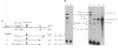 Figure 1 From Transcriptional Arrest Of Yeast Rna Polymerase Ii By Escherichia Coli Rho Protein