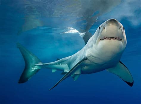 Join The Shark Free Coalition To Protect Oceans Shark Free