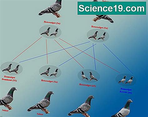 2 Heterozigot Özellik Örneği 💫 Bilimsel Ve Popüler Multimedya Portalı 2025