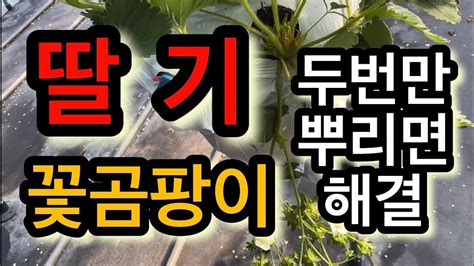 딸기 꽃곰팡이병 간단 해결 Youtube