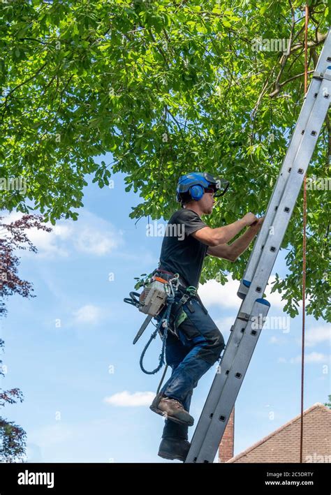 A Tree Surgeon Or Arborist Clinbing Up A Ladder Ready To Work Up A Tree Stock Photo Alamy