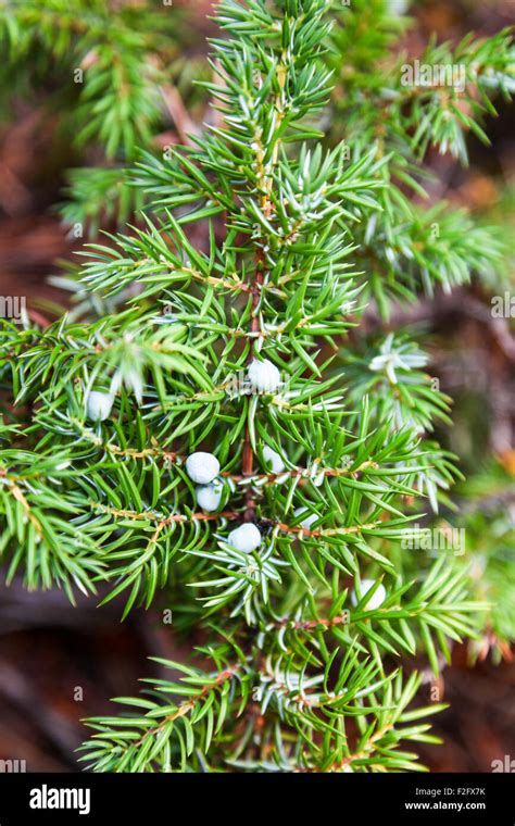 Juniper Cones Hi Res Stock Photography And Images Alamy