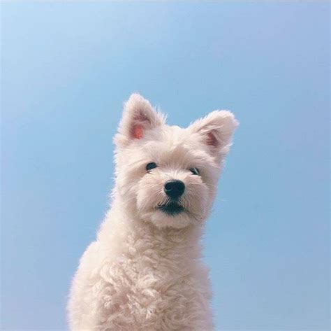 메로 Mero 너무 예쁜 강아지 몽이 엄~청 시크한데 가끔 애교