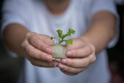 Difference Between Aquaponics And Hydroponics Gardential Com