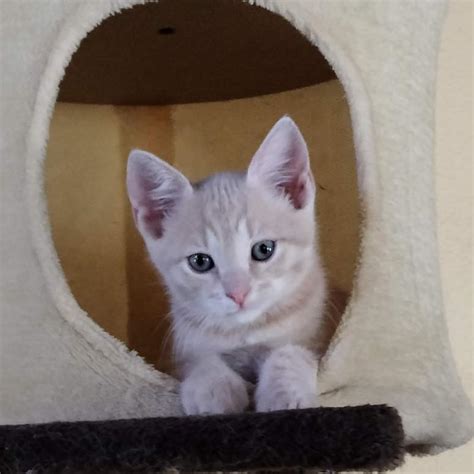 Little 🐱 Pre Adopt Me 🐱 Name Jamie Breed Dsh Dob 100523 Sex