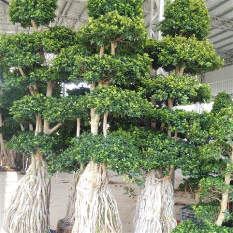 China Ficus Macrocarpa Bonsai Tree Supplier And Company Vanli