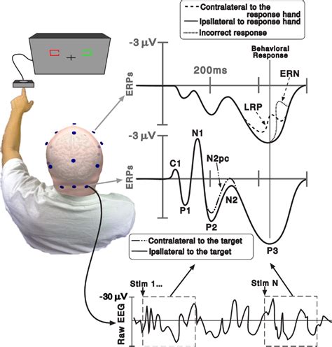 Event Related Potentials Erps Event Related Potential Cognitive Psychology Event