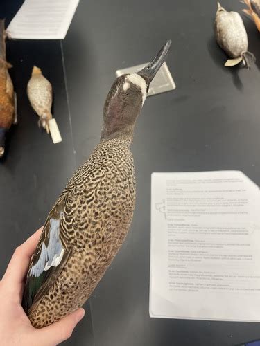 Avian Lab Practical 1 Flashcards Quizlet