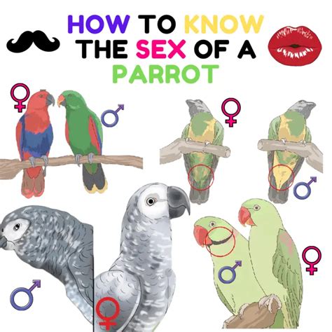 How To Know The Sex Of A Parrot Male Parrot Vs Female Parrot How To Know The Sex Of A Parrot Male Parrot Vs Female Parrot