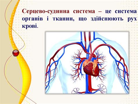 Система кровообігу Серце людини будова функції механізм роботи