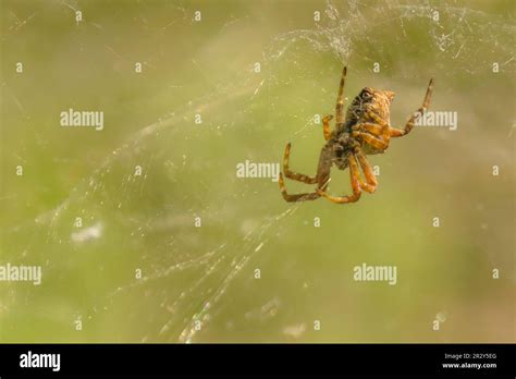Cyrtophora Citricola Spider Also Called The Tropical Tent Web Spider