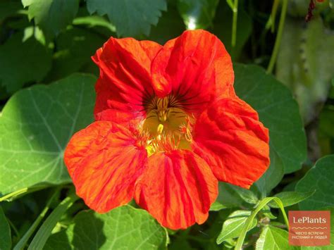Настурция большая (Tropaeolum majus) — описание, выращивание, фото | на ...