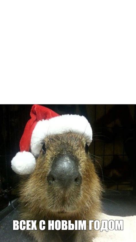 Создать мем Capys капибара смешная капибара Картинки Meme