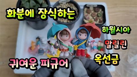 하월시아와 화분을 장식하는 귀여운 피규어 다육식물 다육이 다육이키우기 Youtube