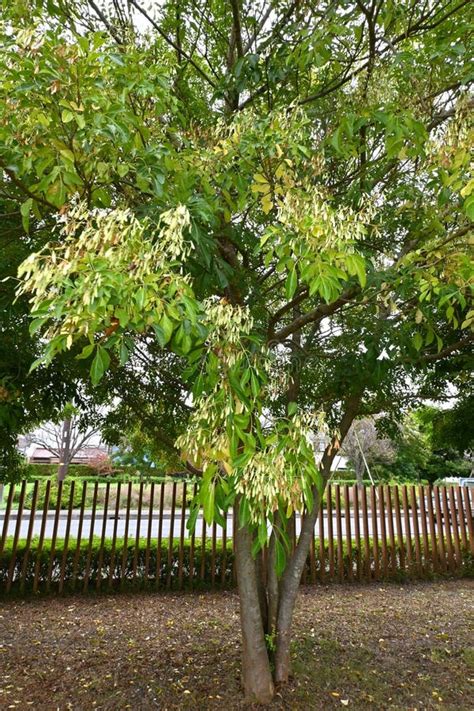 Griffiths Ash Fraxinus Griffithii Fruts Samara Oleaceae Evergreen