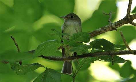 Ways Trees Are Affected By The Climate Crisis And How They Help