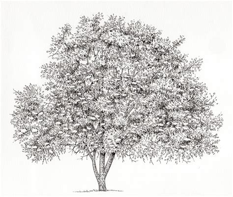 Elder Sambucus Nigra Tree Lizzie Harper